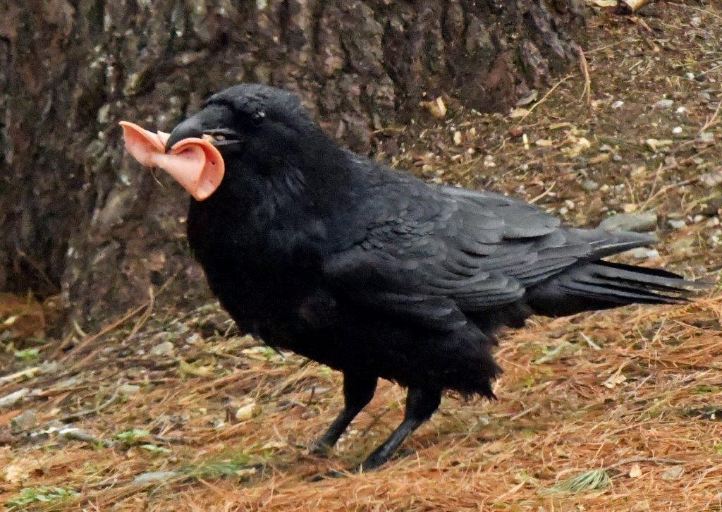 Katrina’s Cubs, Raven, Raccoon - UPDATE May 25, 2022 - The Wildlife ...