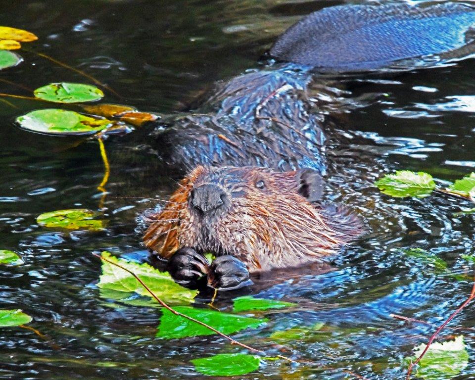 Kimani and her Cubs and a Big Beaver Adventure - UPDATE September 19 ...