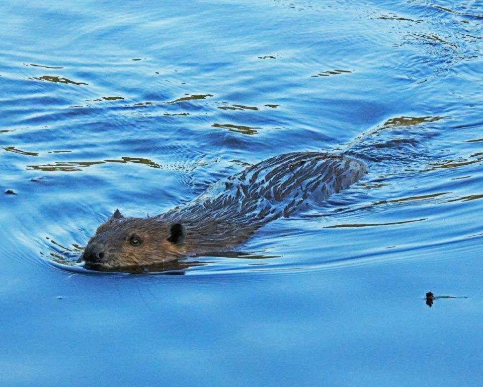 Kimani and her Cubs and a Big Beaver Adventure - UPDATE September 19 ...