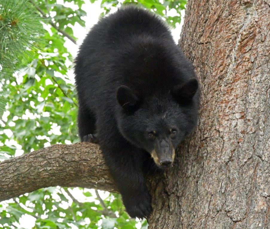 Kimani and her Cubs and a Big Beaver Adventure - UPDATE September 19 ...