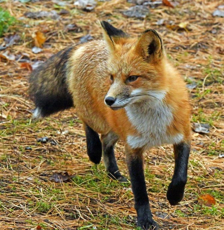Breathing Easier, Bears, Tasha, Fox, Ducks - UPDATE October 16, 2022 ...