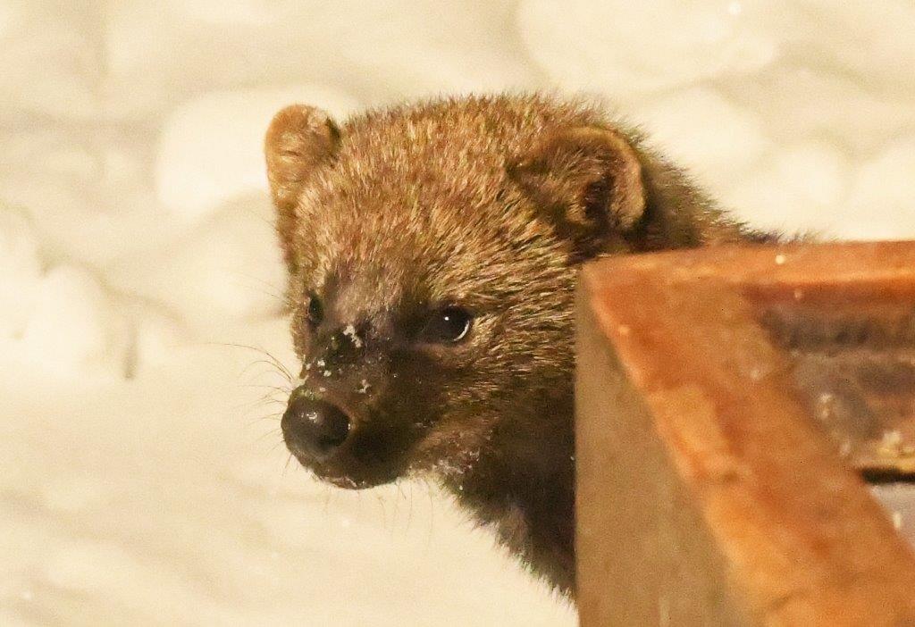 Fisher Fascination and Toe-Tapping Rhythm and Rhyme - UPDATE December ...