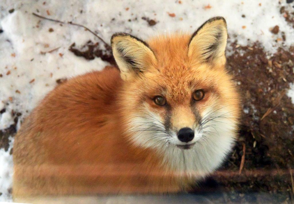 Fleeing Deer, and a Fox with a Fetching Face - UPDATE December 20, 2022 ...