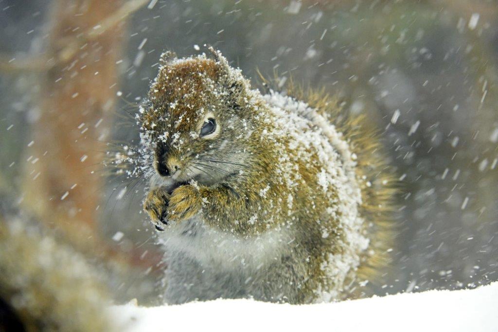 A Mistaken Migrant, a Blizzard, and a Memorable Moment - UPDATE April 4 ...