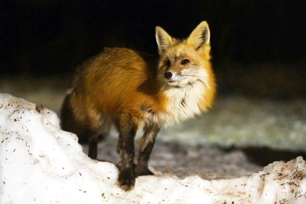 Bears Emerging, Beaver Out, Fox Posing, and More - UPDATE April 12 ...