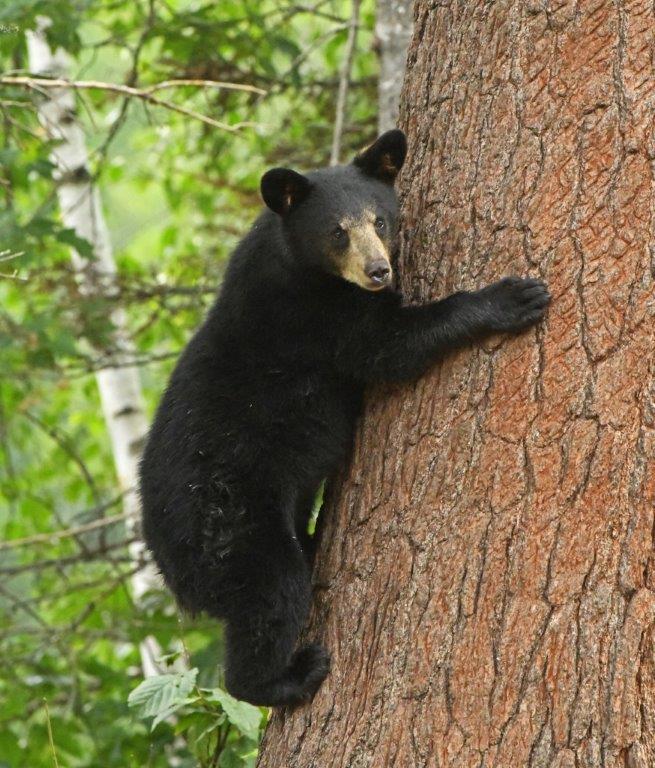 Lucy, Lilo, and Sharon’s Bear News - UPDATE August 21, 2023 - The ...