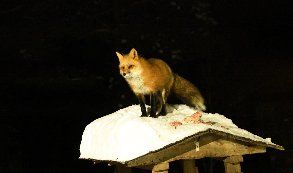 Fox vs Fisher and a Confession - UPDATE January 19, 2024 - The Wildlife ...