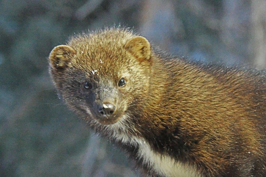 A Surprise, a Sad Loss, and an Optimistic Future - UPDATE January 27 ...