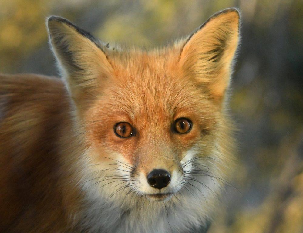 Fox, Mink, PeekaBoo, and Bears - UPDATE February 22, 2024 - The ...