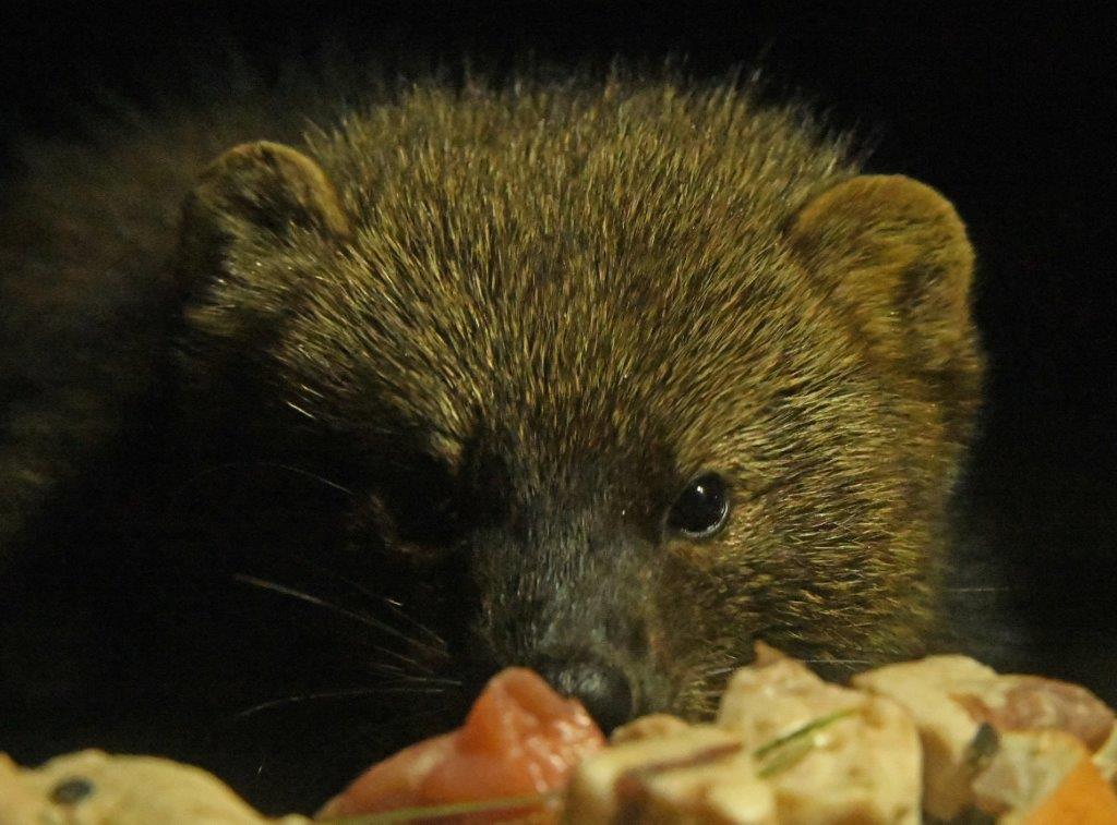 Faces and Feathers - UPDATE March 5, 2024 - The Wildlife Research Institute