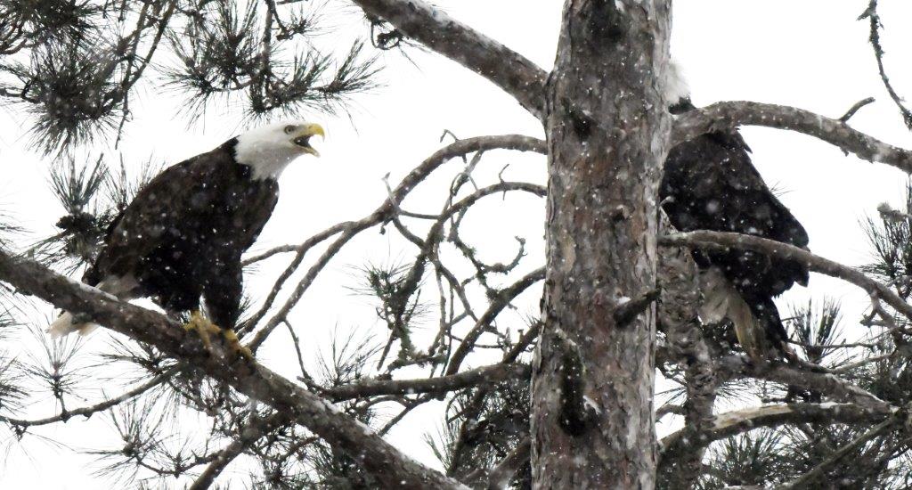 Eagle, Fox and So Many Redpolls - UPDATE March 24, 2024 - The Wildlife ...