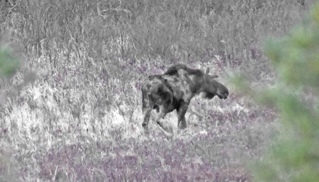 A Closer Bear and Two New Faces - UPDATE April 15, 2024 - The Wildlife ...