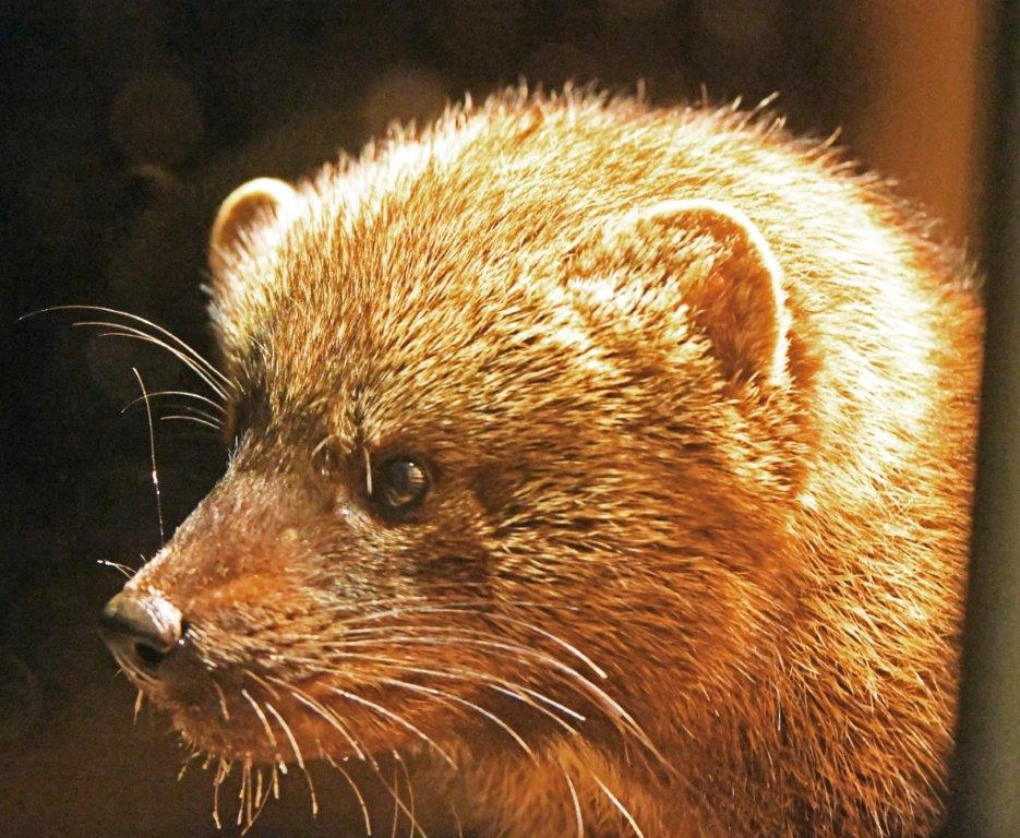 A Big Day - UPDATE March 20, 2025 - The Wildlife Research Institute