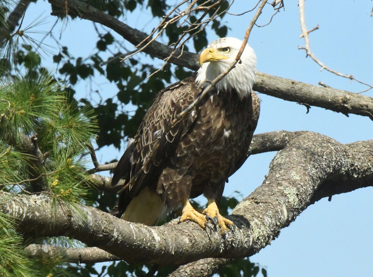 Rusty the Rover, Wings, and Chipmunks - UPDATE June 10, 2025 - The ...