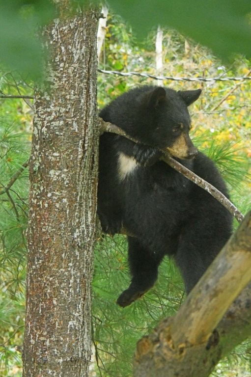 Jewel and her cubs