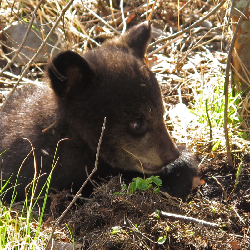 Stunt bears! - The Wildlife Research Institute