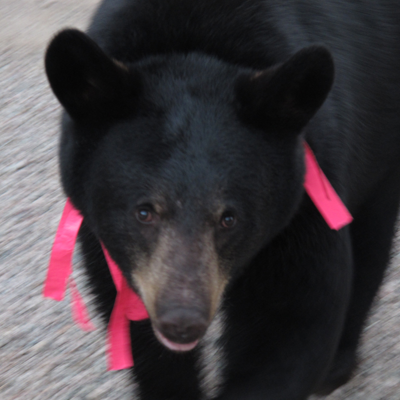 Sarah bear is dead - The Wildlife Research Institute