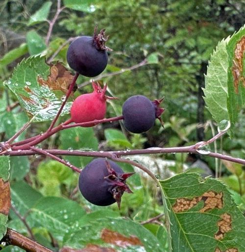 Juneberries and Blueberries in Abundance - UPDATE June 28, 2023 - The ...