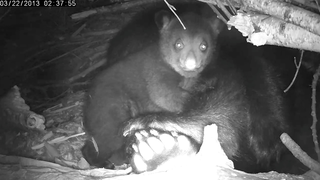 Warm Cub Fur Update March 22 2013 The Wildlife Research Institute